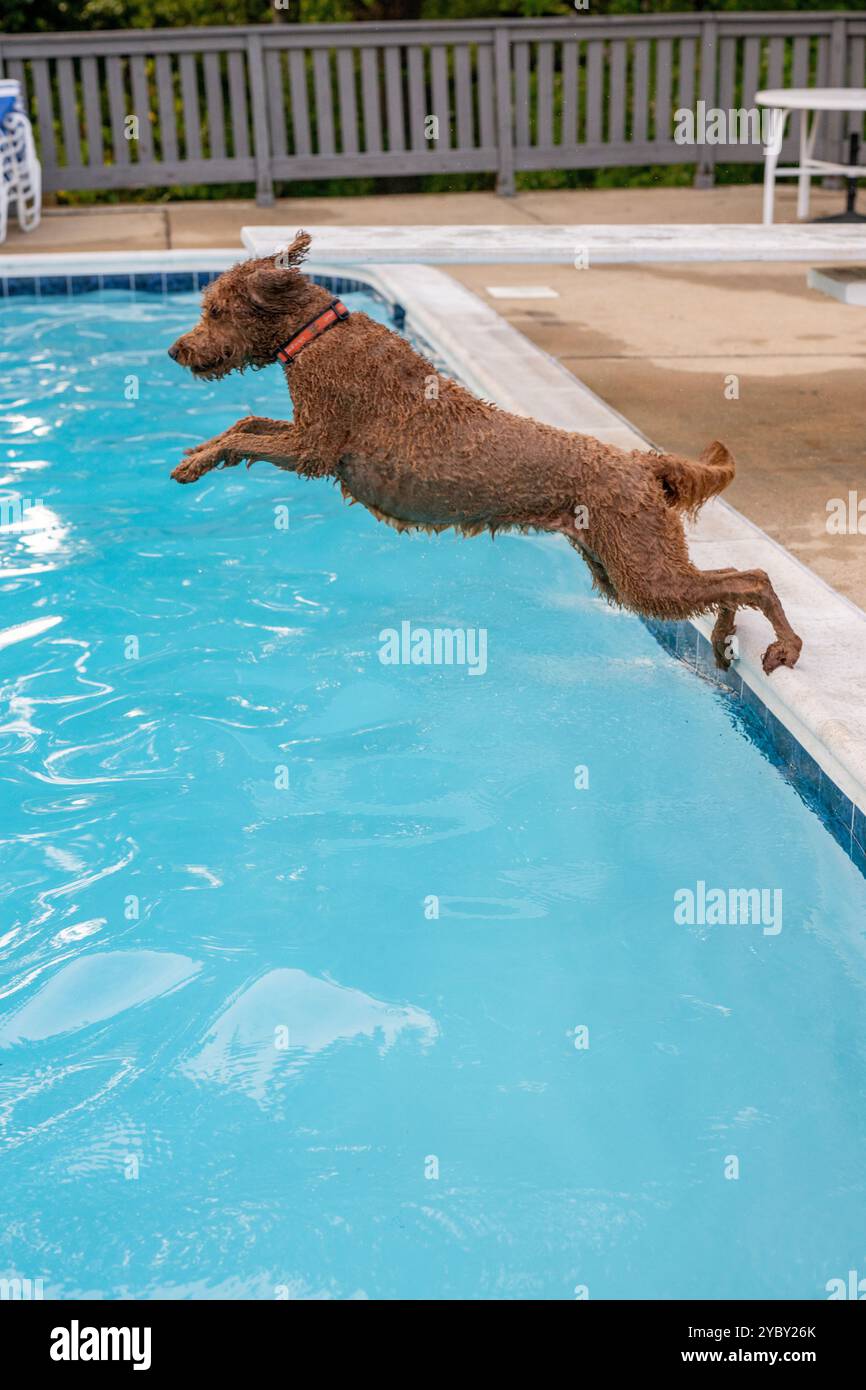 A brown labradoodle dog leaps into a pool chasing a ball. Sequence. At ...