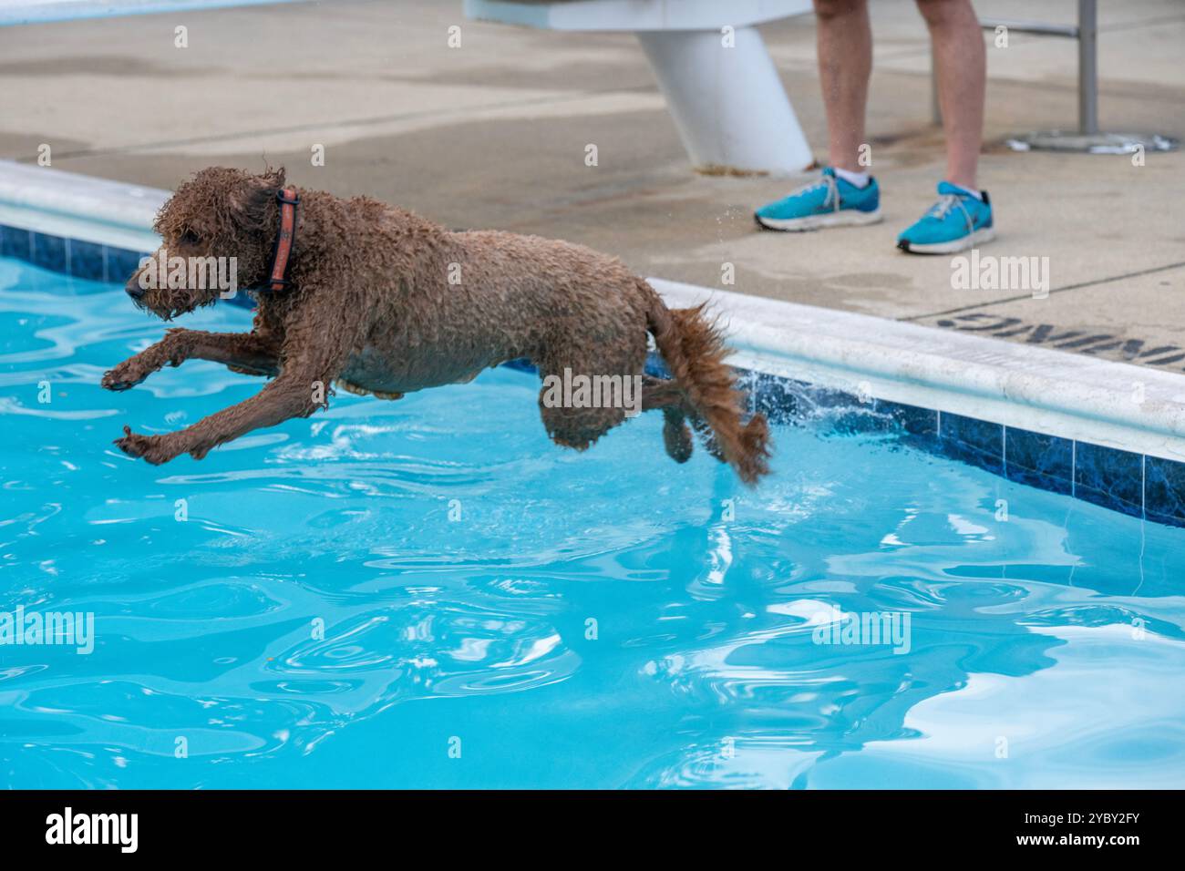 A brown labradoodle dog leaps into a pool chasing a ball. Sequence. At ...
