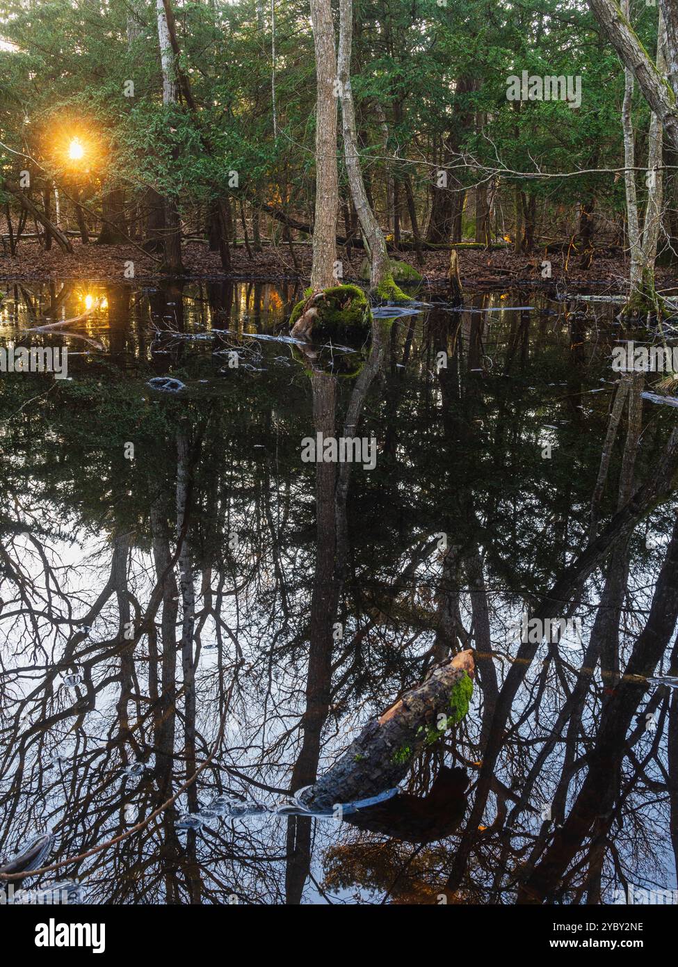 Vibrant ecosystem surrounding hi-res stock photography and images - Alamy