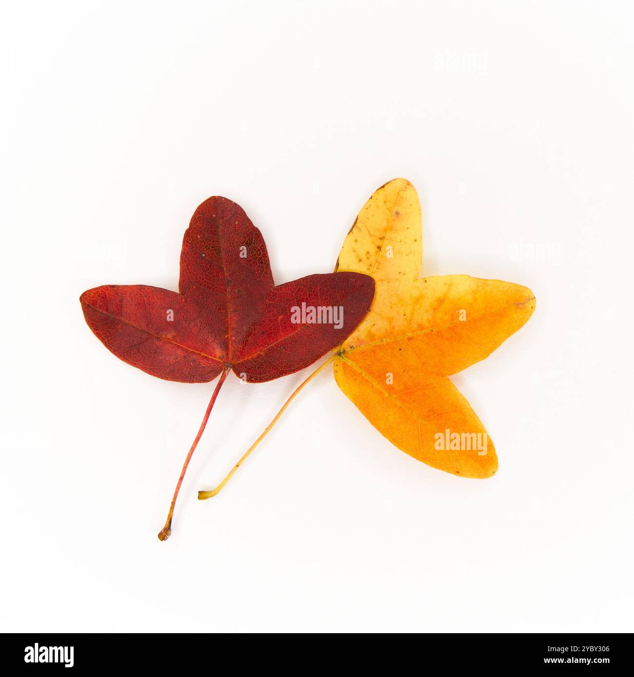 Leaves of Acer monspessulanum, Montpellier maple, French maple with ...