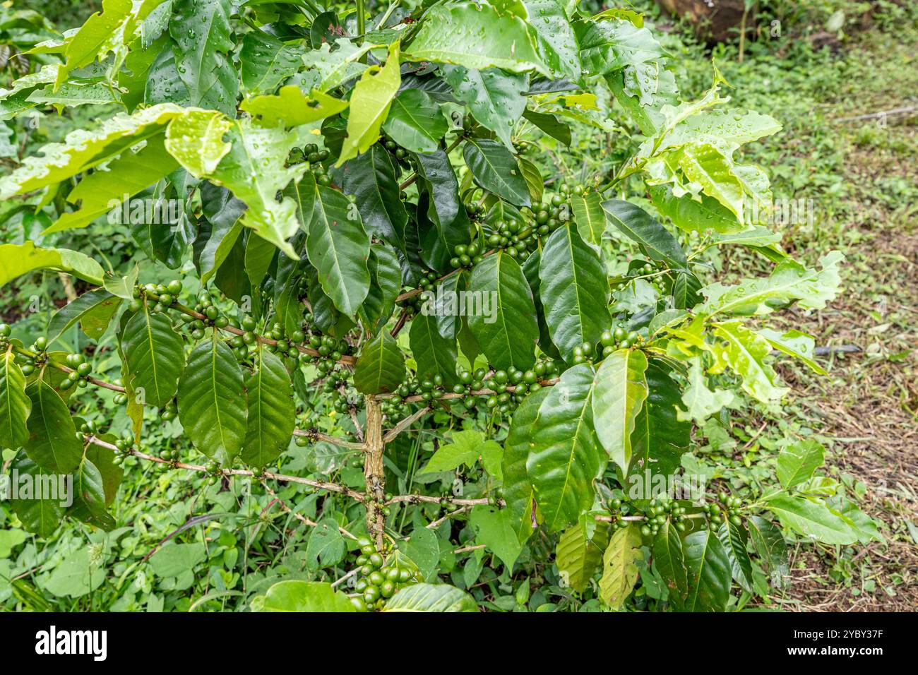 El Salvador, La Laguna, La Montañona, Coffee tree with still green ...