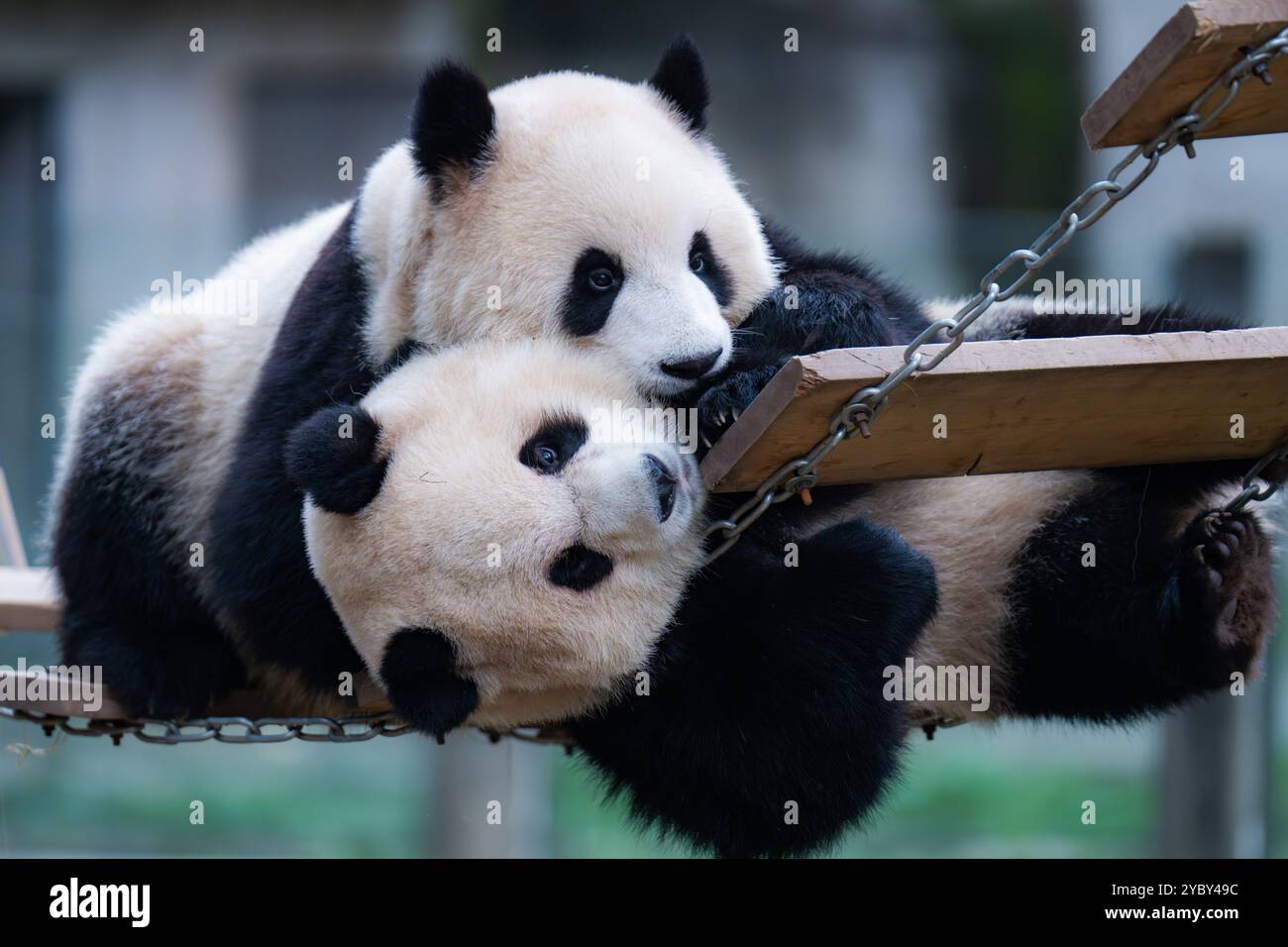 Chongqing, China. 20th Oct, 2024. CHONGQING, CHINA - OCTOBER 20, 2024 ...