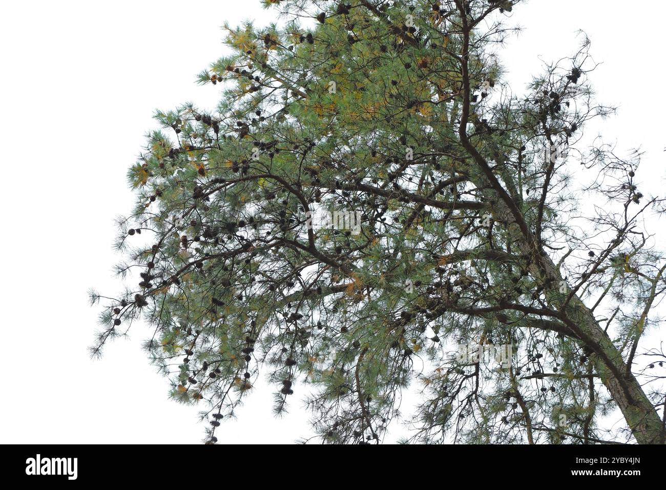 Pinus rigida Northern Pitch Pine Tree. View of the crown of an old tree ...