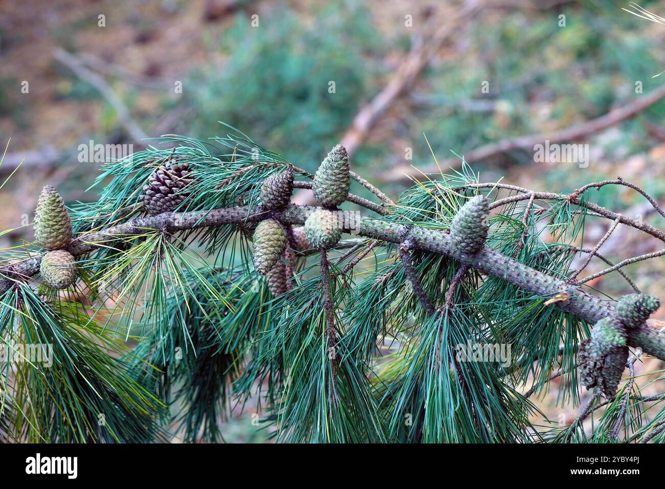 Closed cones on a pine tree branch Stock Photo - Alamy
