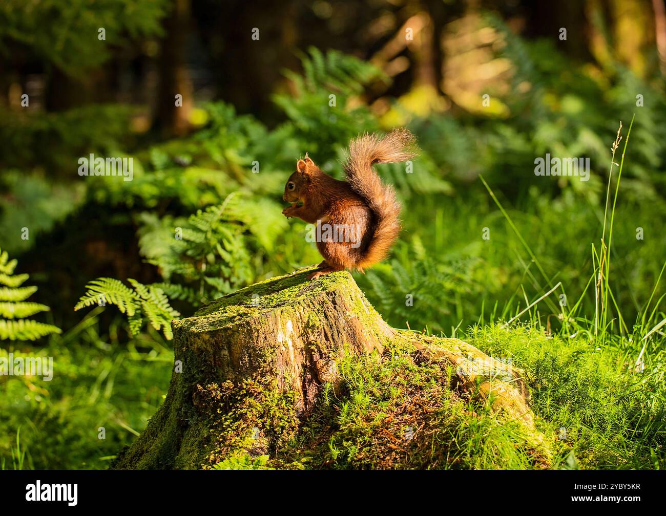 The red squirrel 'Sciurus vulgaris' also called Eurasian red squirrel ...