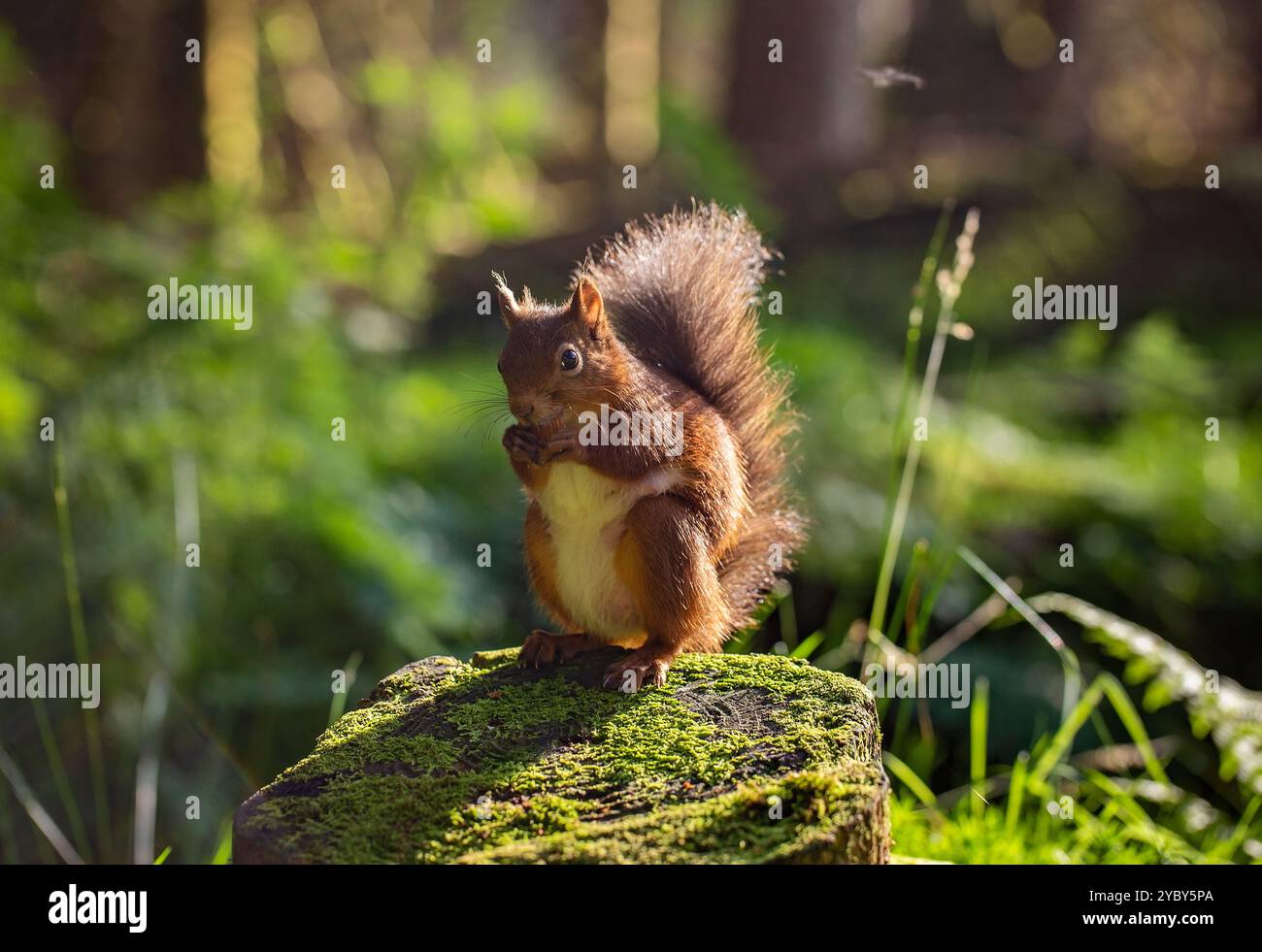 The red squirrel 'Sciurus vulgaris' also called Eurasian red squirrel ...