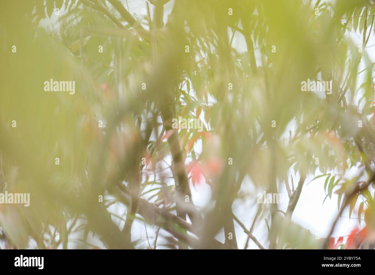 Soft ethereal shapes foliage hi-res stock photography and images - Alamy