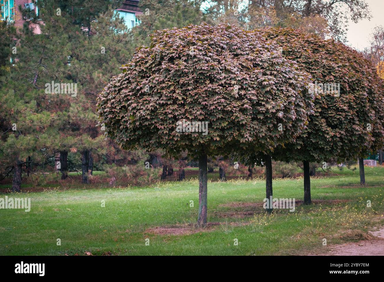 In a tranquil park landscape, you can observe a serene view showcasing ...