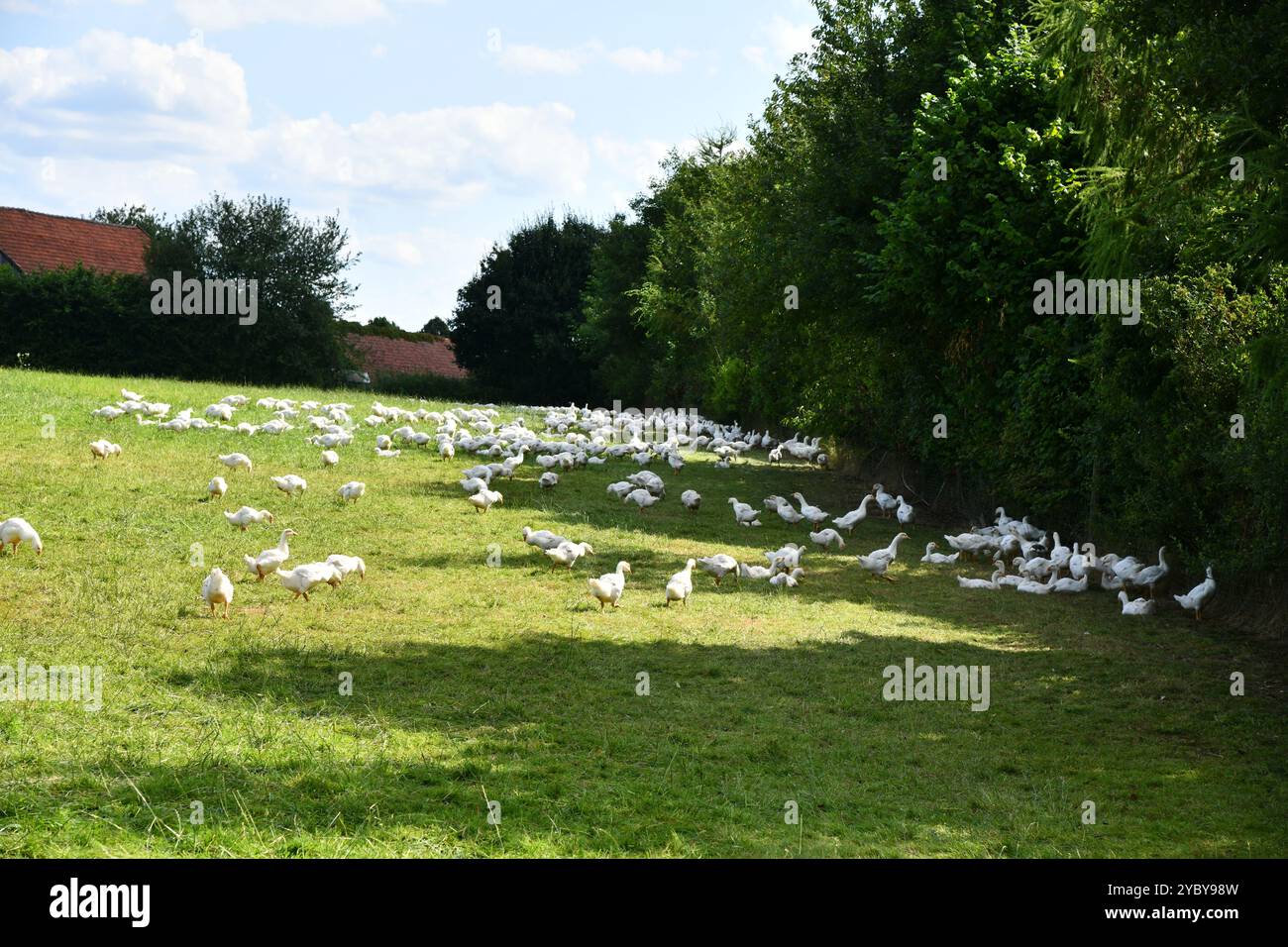 Free range ducks hi-res stock photography and images - Alamy