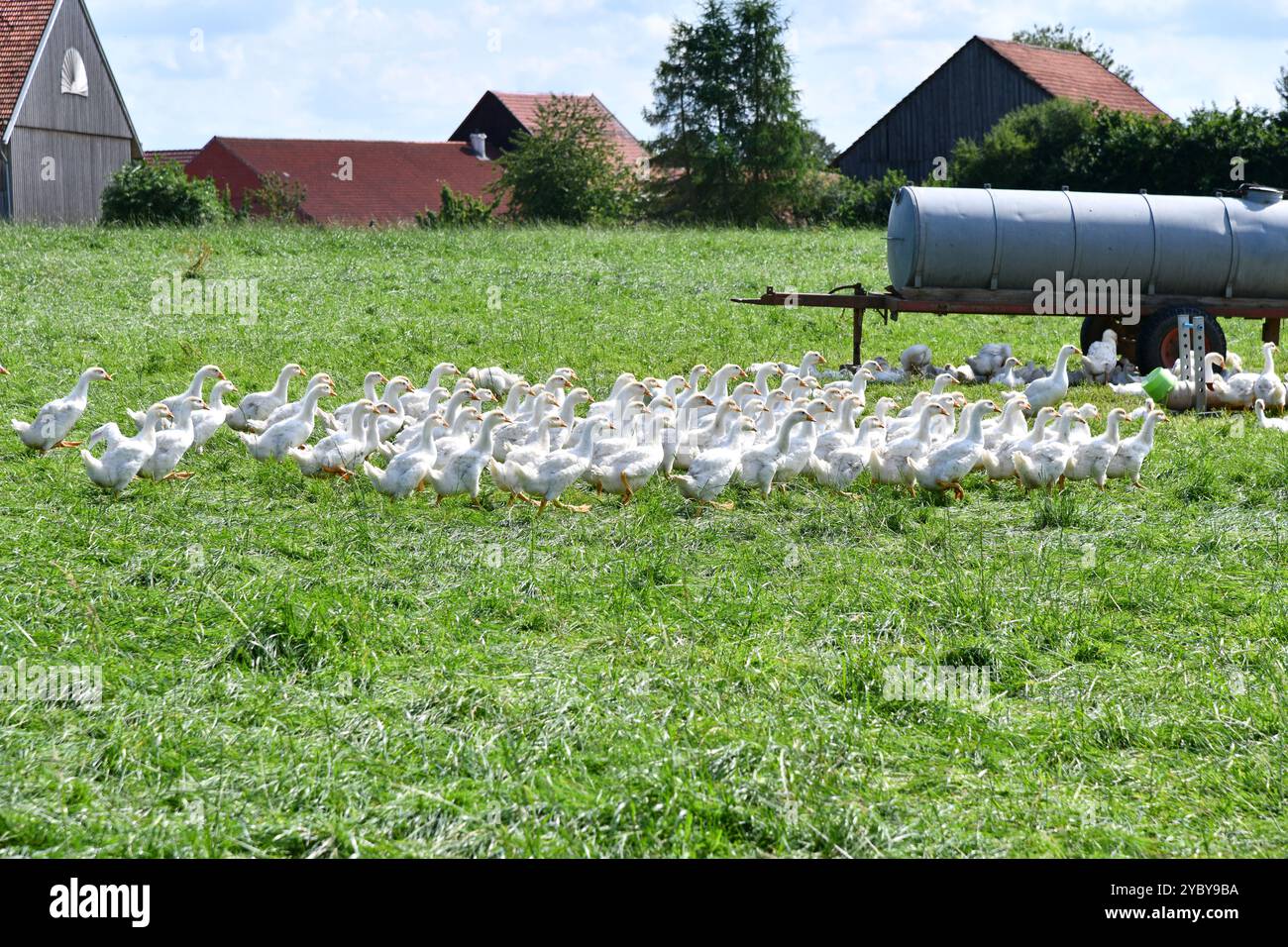 Free range ducks hi-res stock photography and images - Alamy