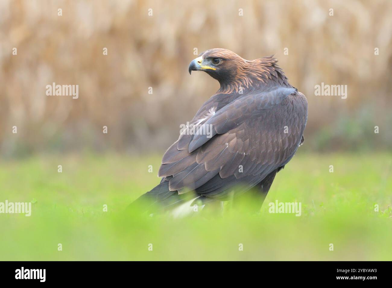 Golden eagle Aquila chrysaetos wildlife prey nature predator beautiful ...