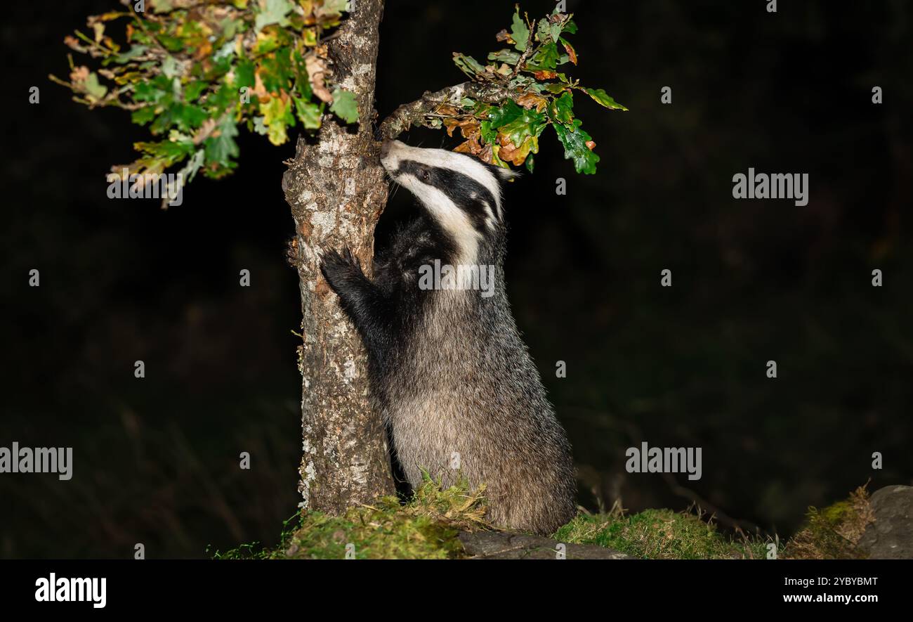 Badger, Scientific name: Meles Meles. Wild, native, European badger in ...