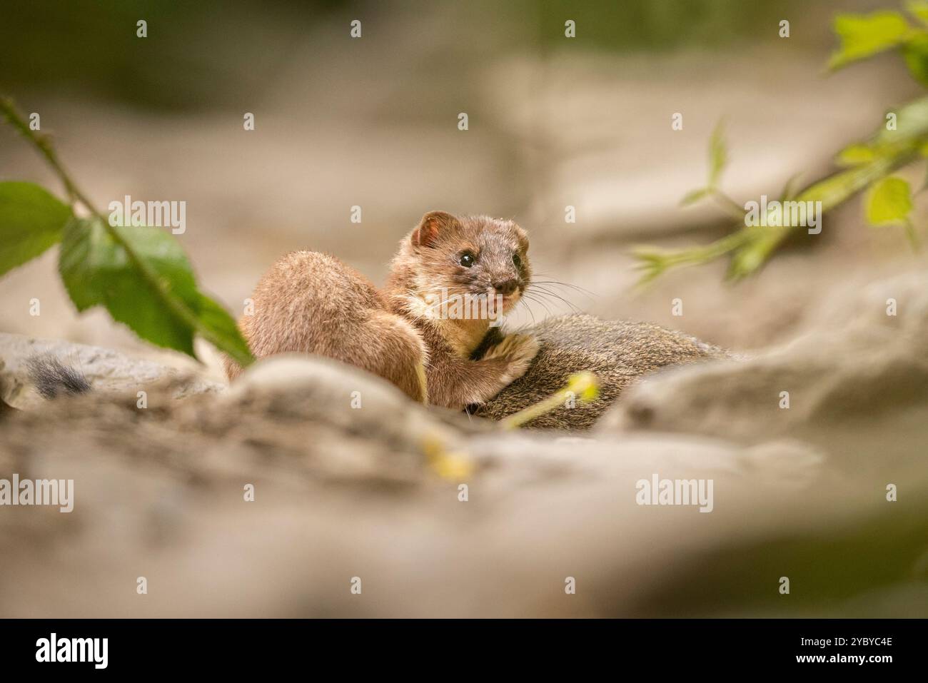 Stoat hunt uk hi-res stock photography and images - Alamy