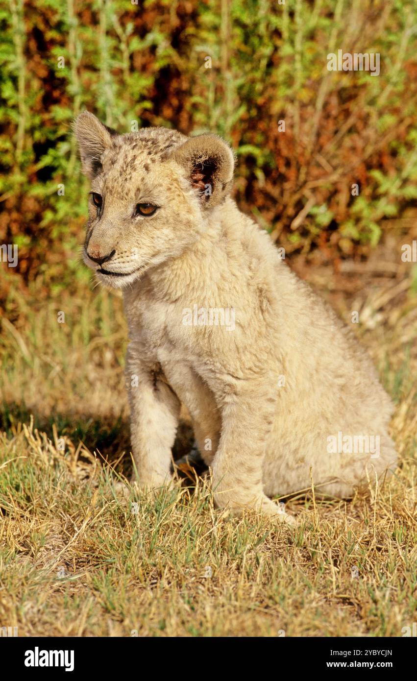 The white lion is a rare colour mutation of the lion, specifically the ...