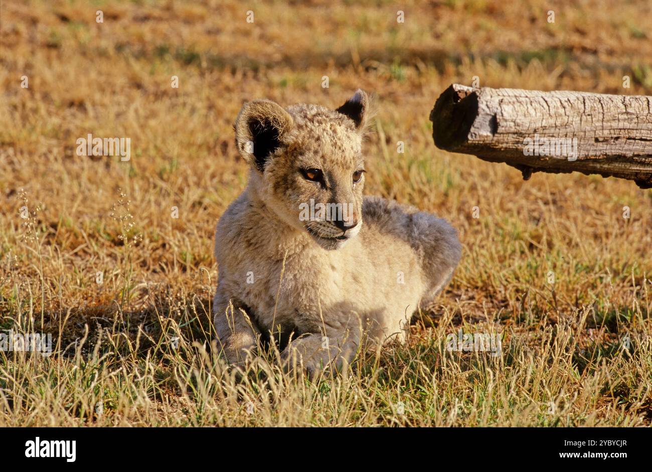 The white lion is a rare colour mutation of the lion, specifically the ...
