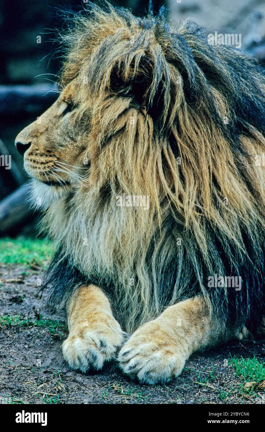 The lion (Panthera leo) is a large cat of the genus Panthera, native to ...