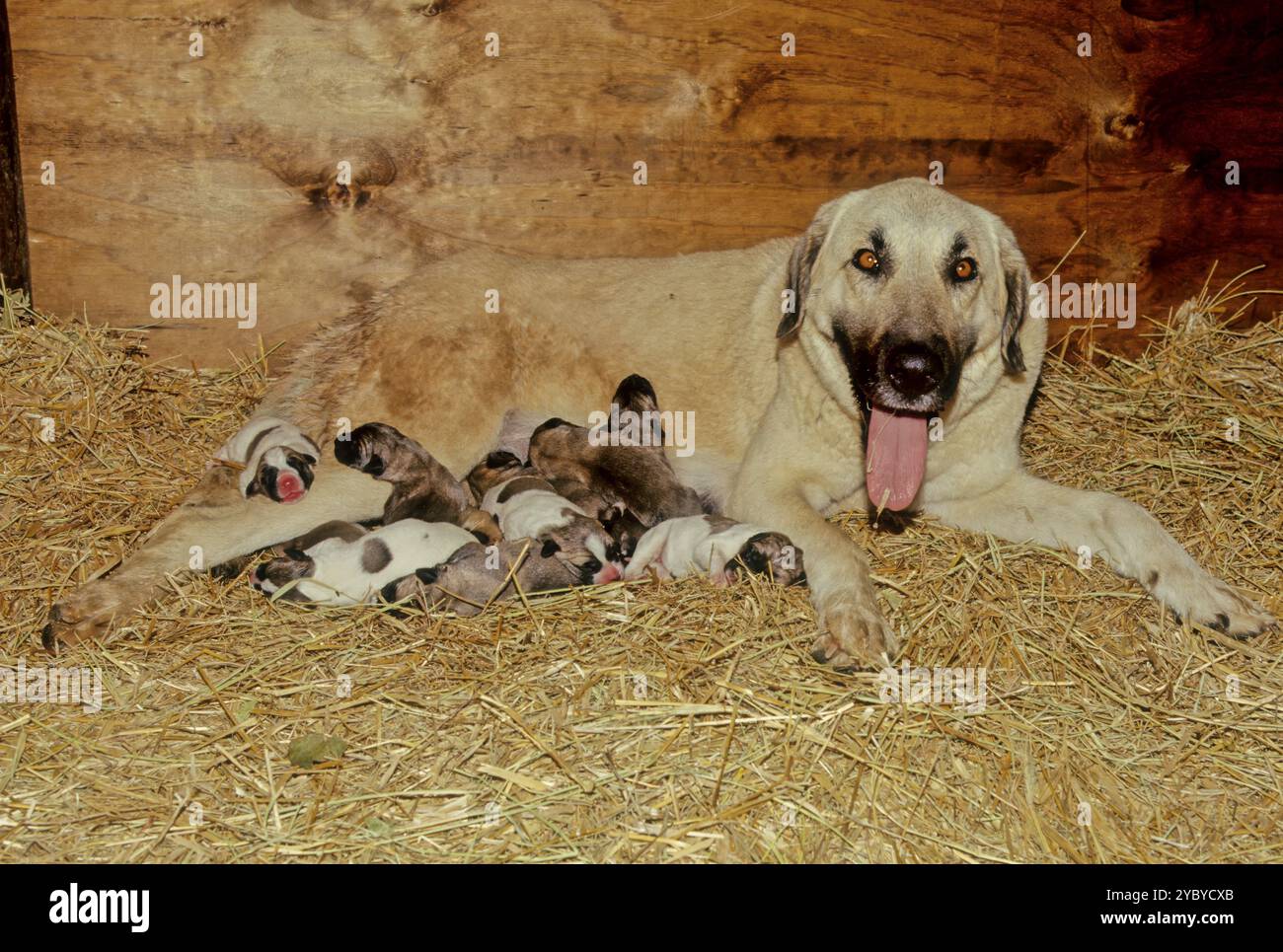 The Kangal Shepherd Dog (Turkish: Kangal Çoban Köpeği) is a traditional ...
