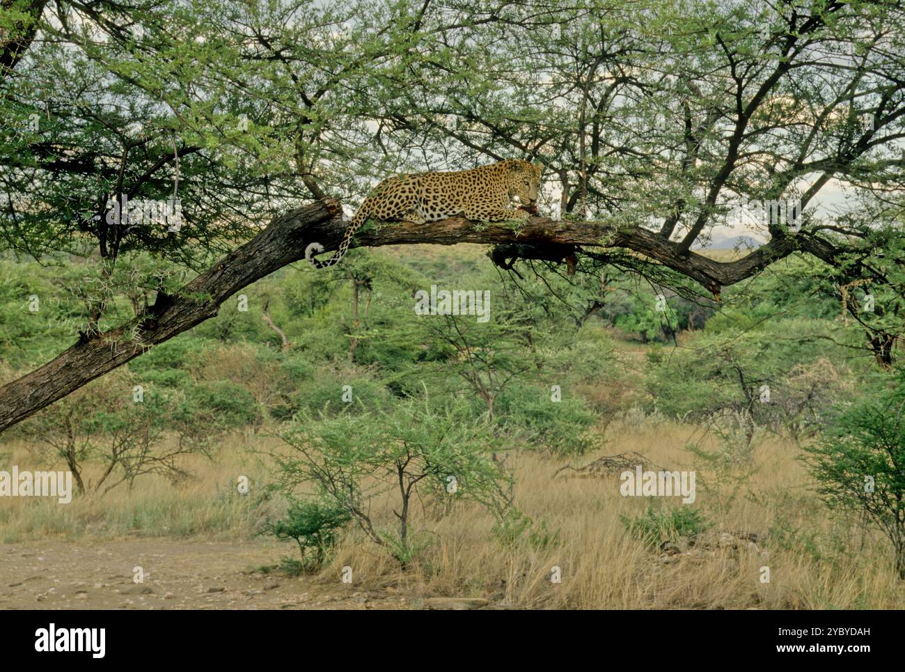 The leopard (Panthera pardus) is one of the five extant species in the ...