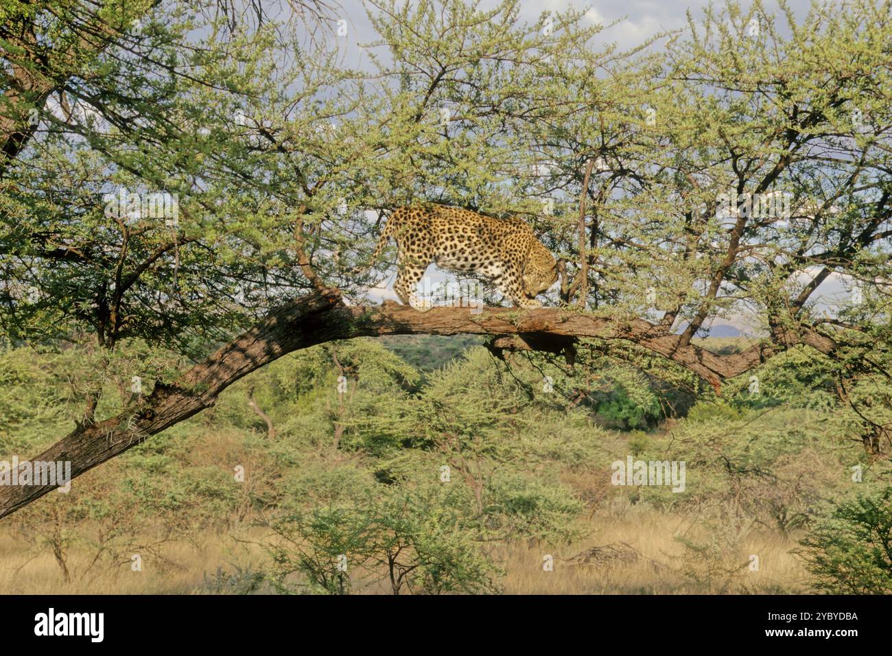 The leopard (Panthera pardus) is one of the five extant species in the ...