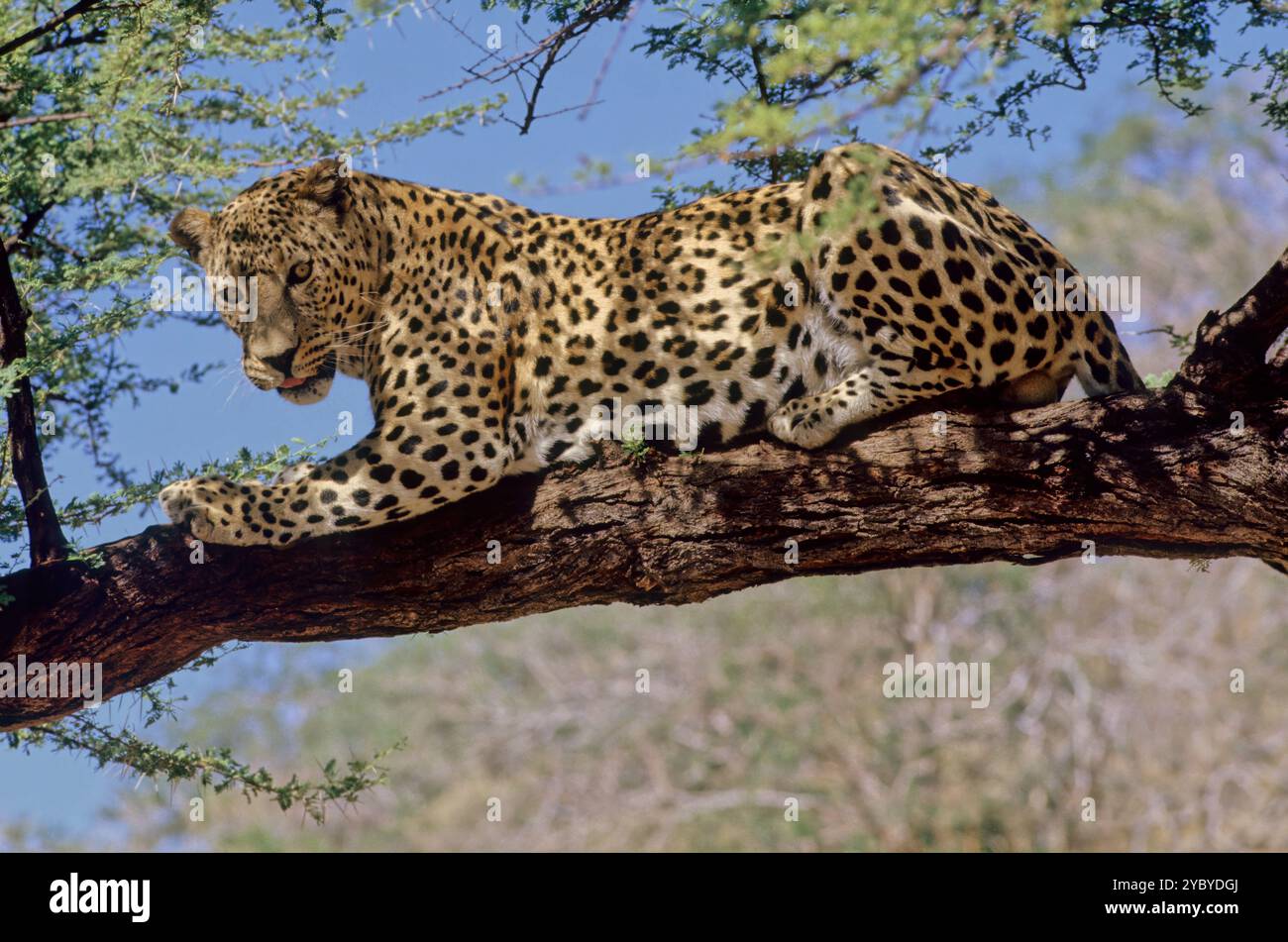 The leopard (Panthera pardus) is one of the five extant species in the ...