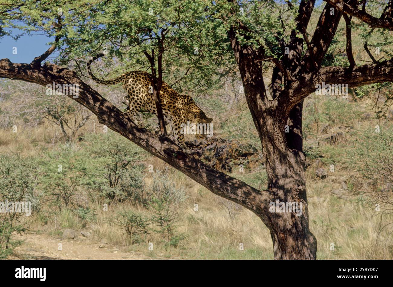 The leopard (Panthera pardus) is one of the five extant species in the ...