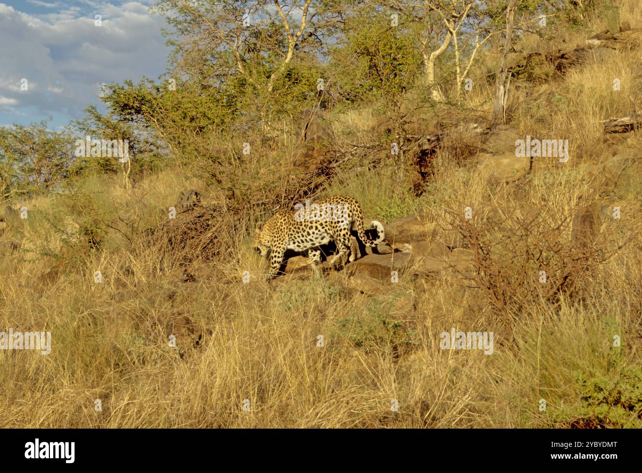 The leopard (Panthera pardus) is one of the five extant species in the ...