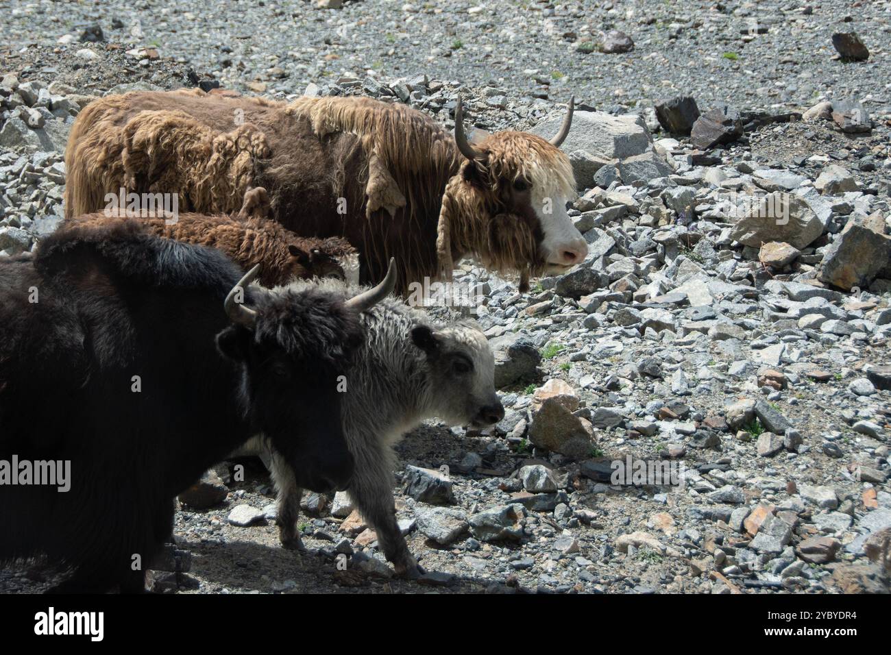 Turismo in pakistan hi-res stock photography and images - Alamy