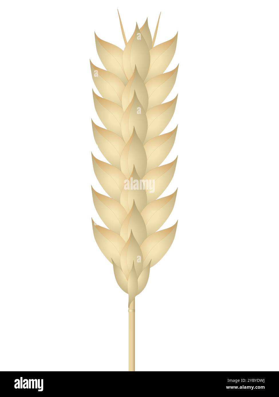 Wheat ear on a white background, beautiful illustration Stock Vector ...