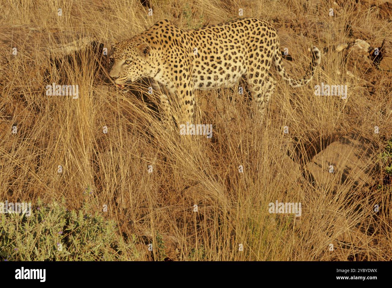 The leopard (Panthera pardus) is one of the five extant species in the ...