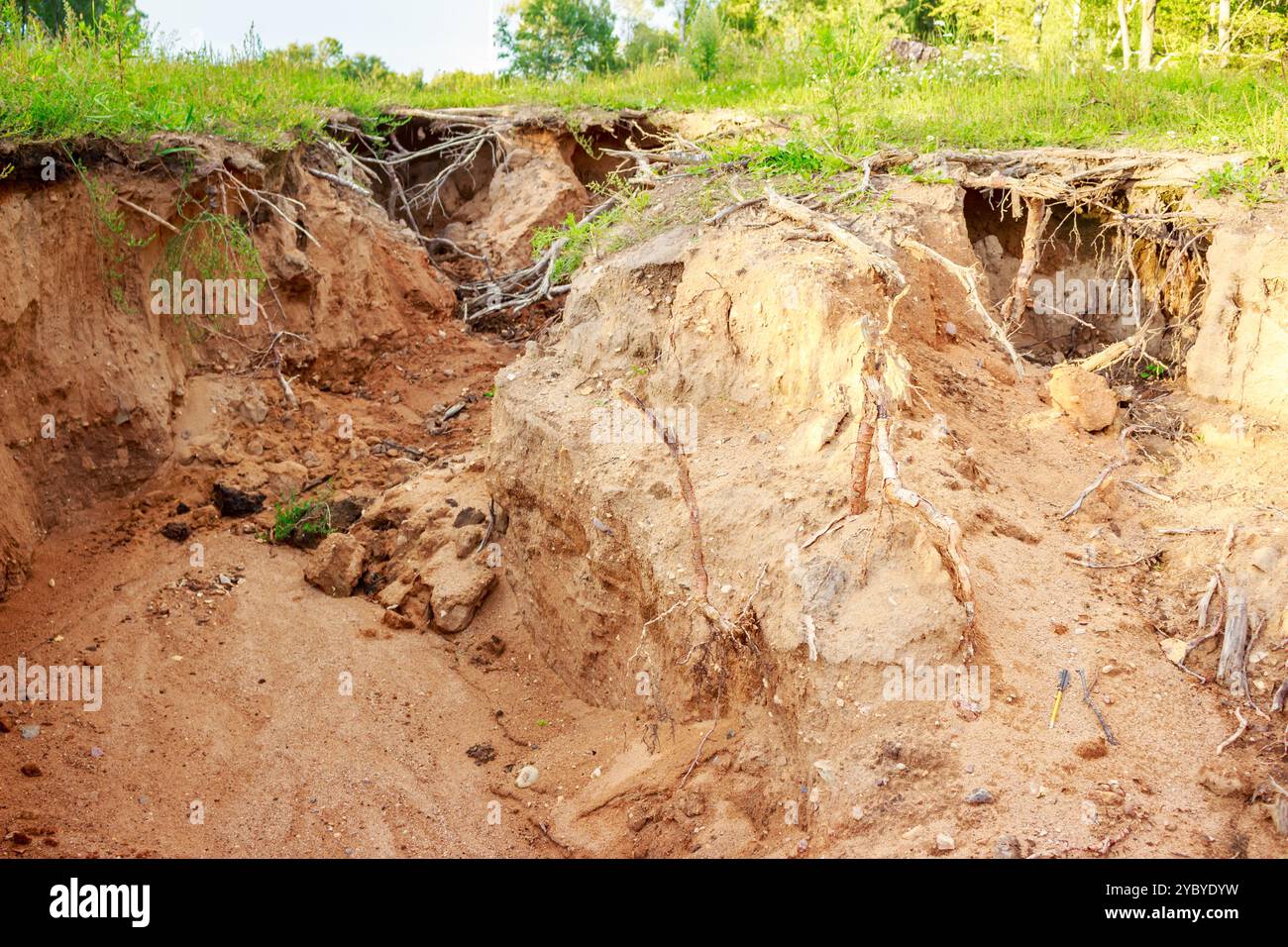 Erosion of a sandy slope with protruding tree roots Stock Photo - Alamy