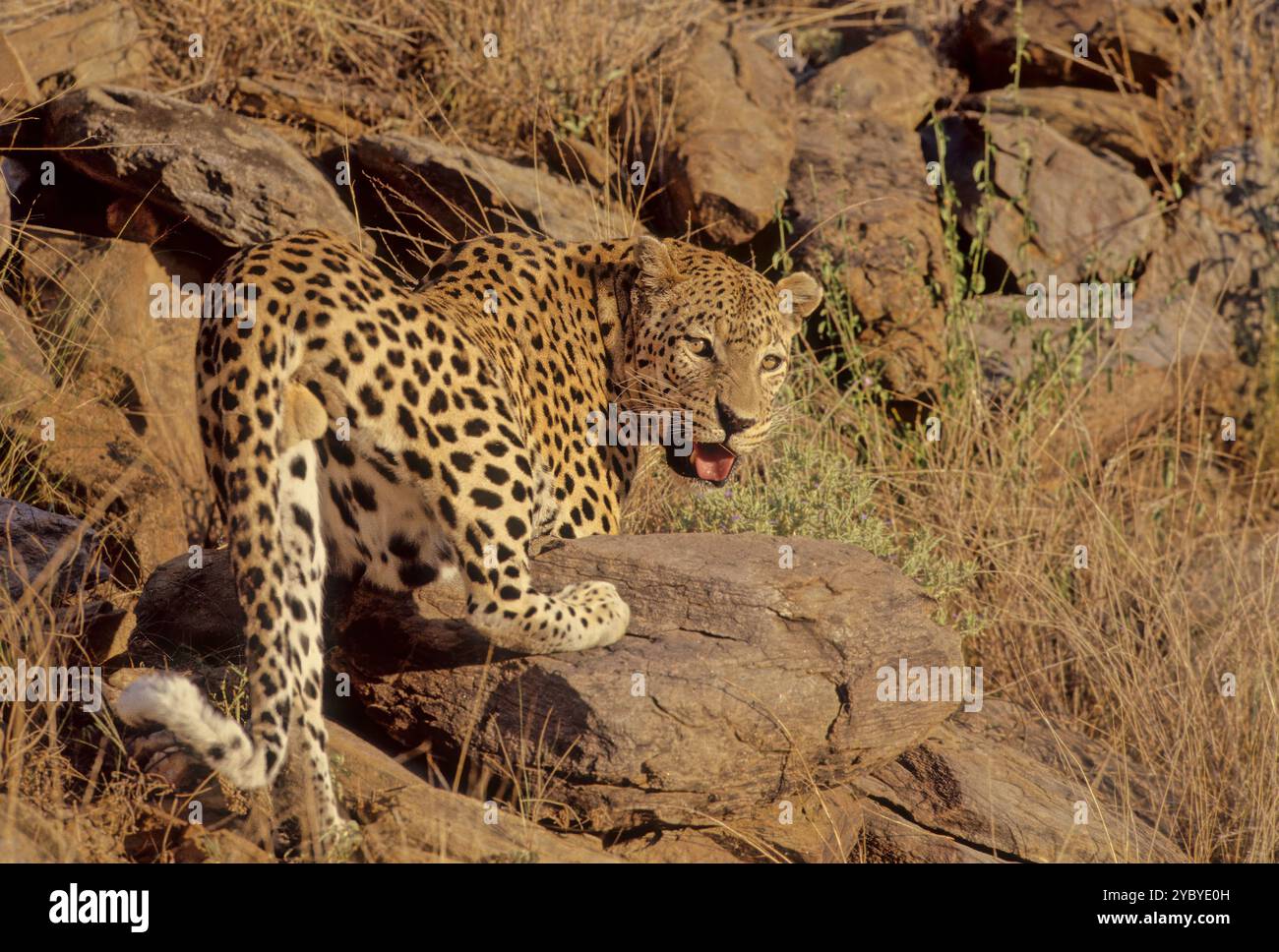 The leopard (Panthera pardus) is one of the five extant species in the ...