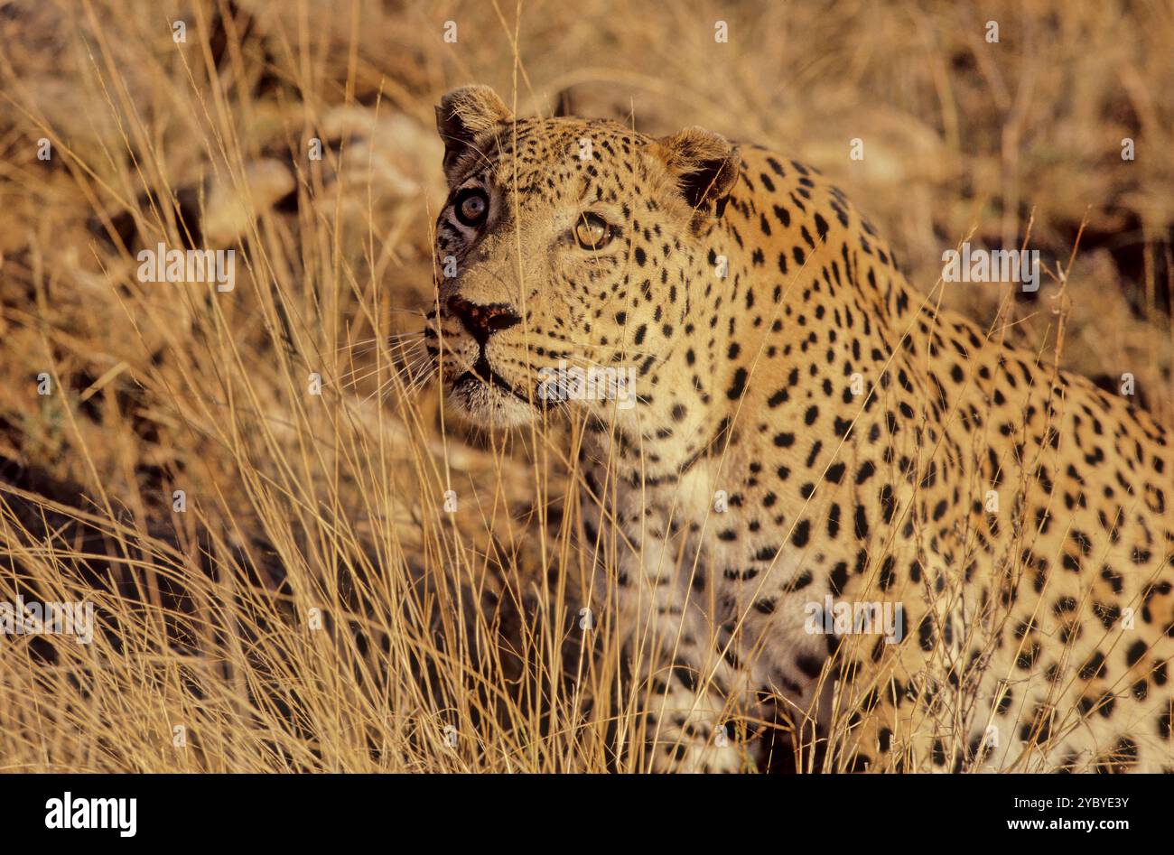 The leopard (Panthera pardus) is one of the five extant species in the ...