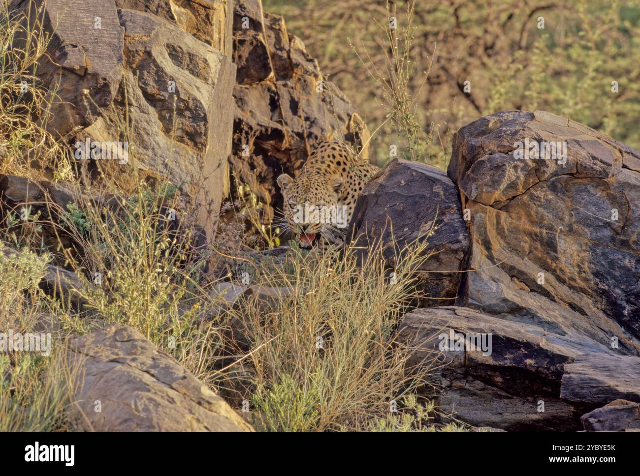The leopard (Panthera pardus) is one of the five extant species in the ...
