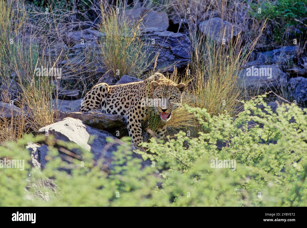 The leopard (Panthera pardus) is one of the five extant species in the ...