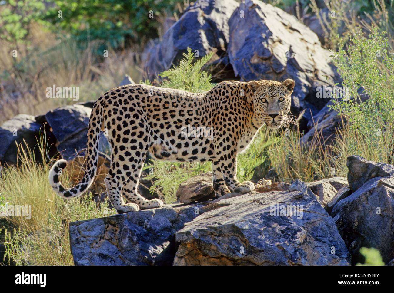 The leopard (Panthera pardus) is one of the five extant species in the ...