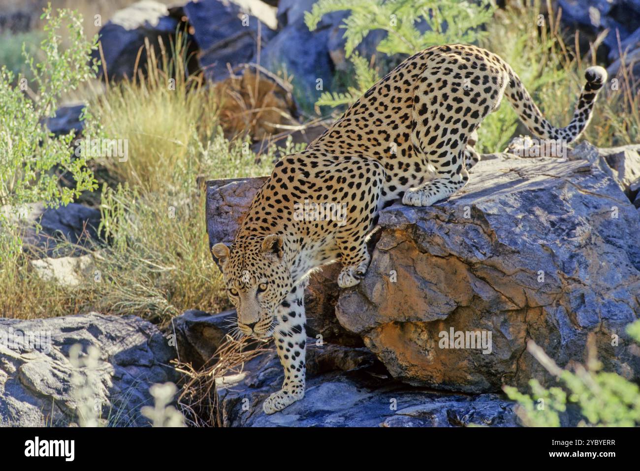 The leopard (Panthera pardus) is one of the five extant species in the ...