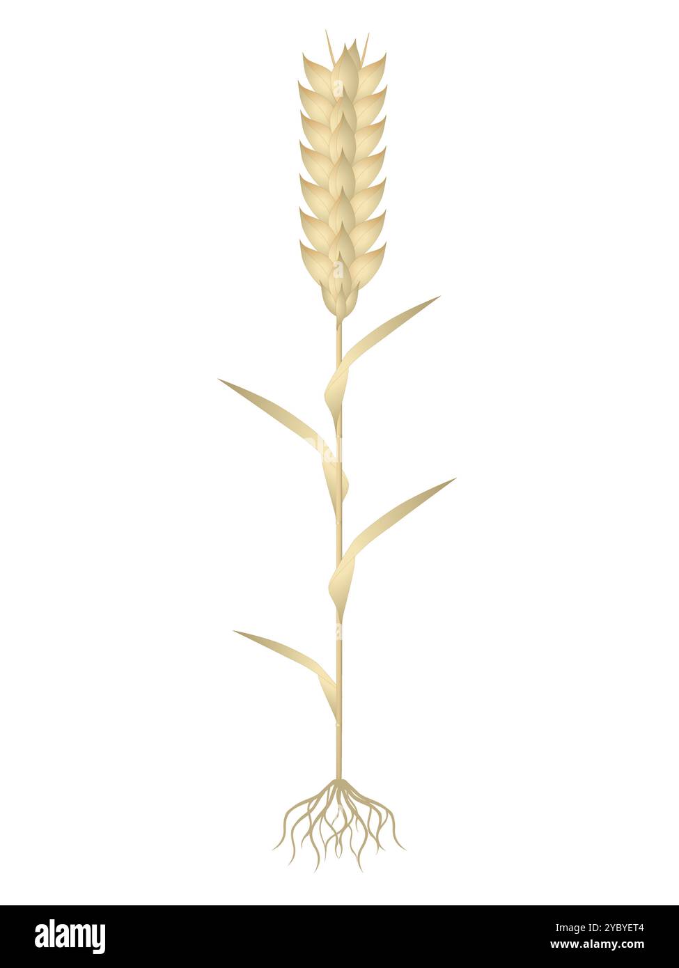 Wheat on field countryside Cut Out Stock Images & Pictures - Alamy