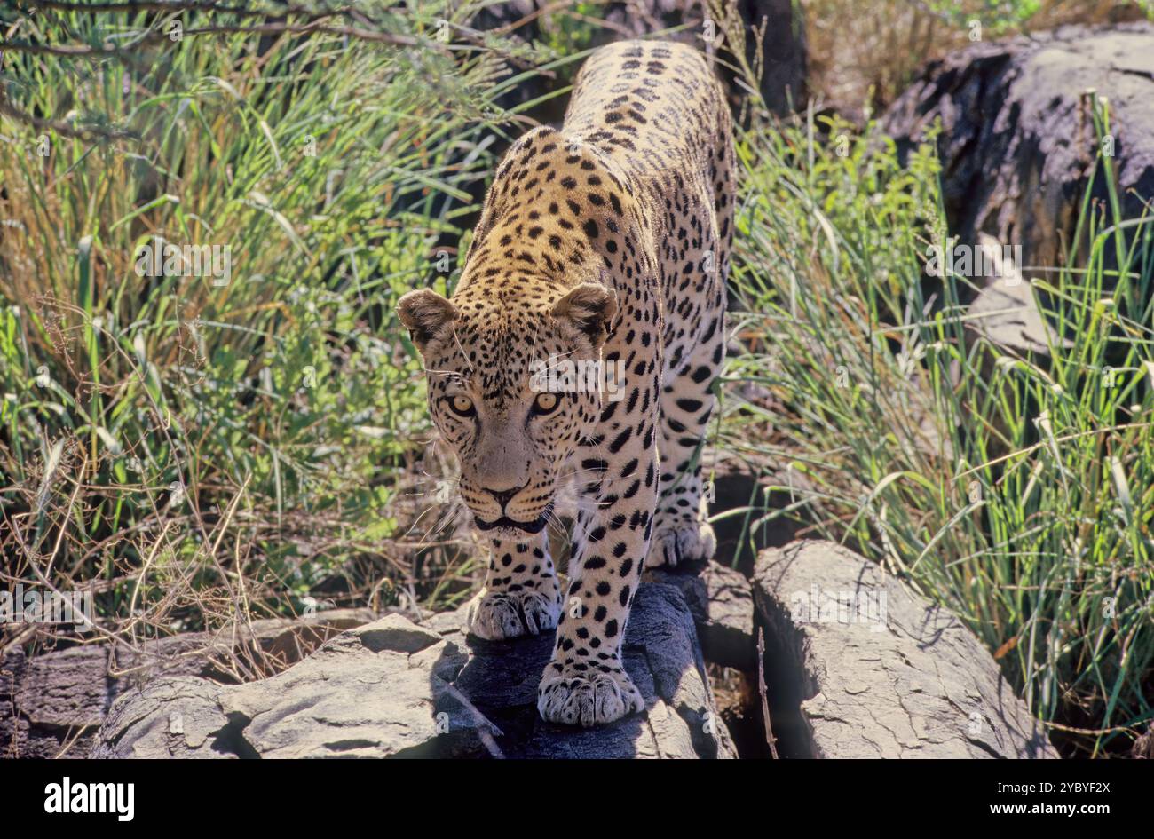 The leopard (Panthera pardus) is one of the five extant species in the ...