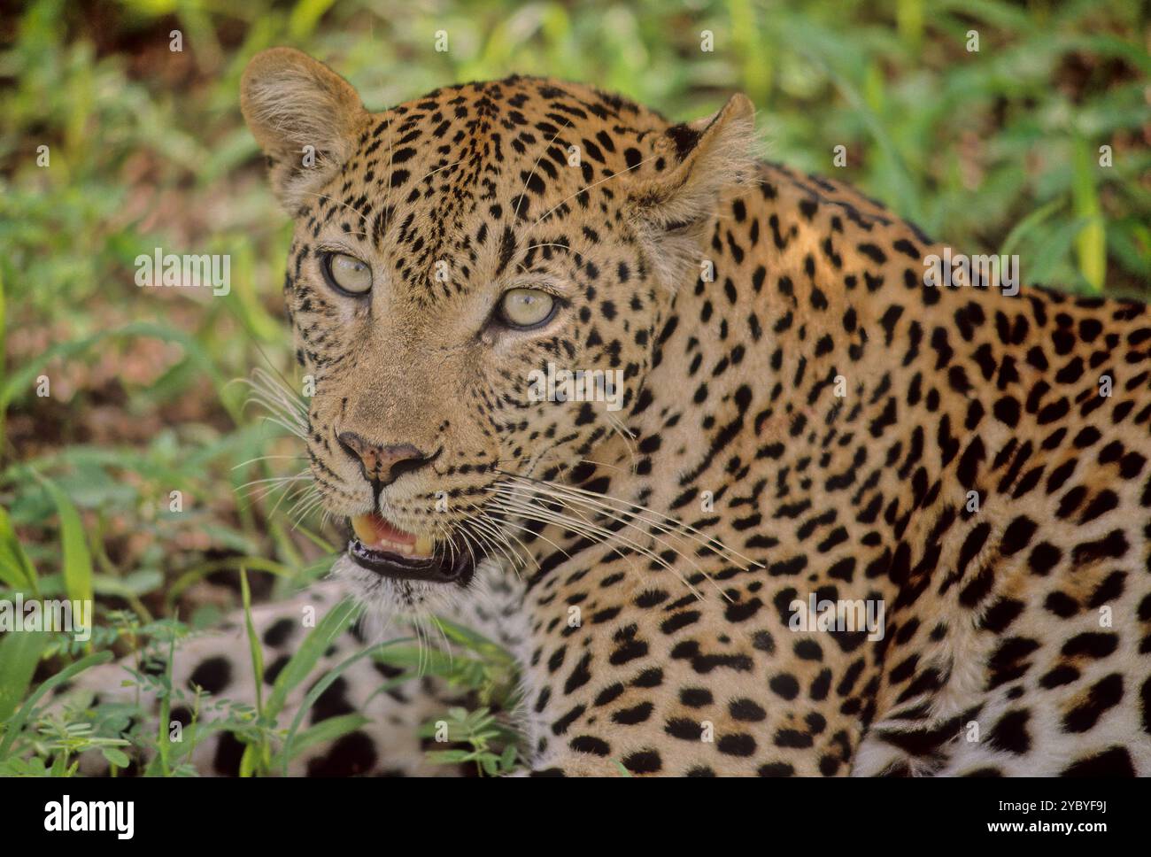 The leopard (Panthera pardus) is one of the five extant species in the ...