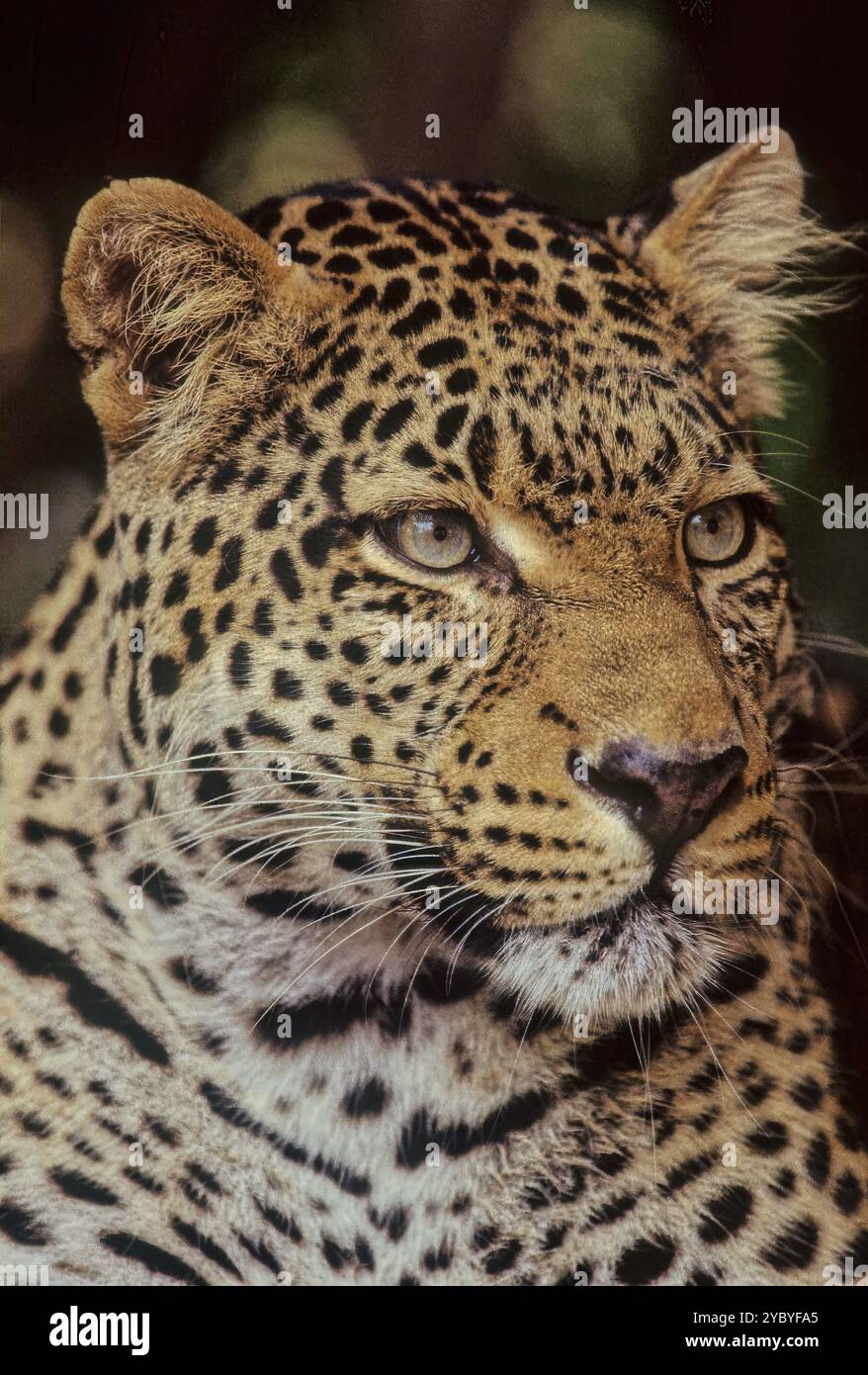 The leopard (Panthera pardus) is one of the five extant species in the ...