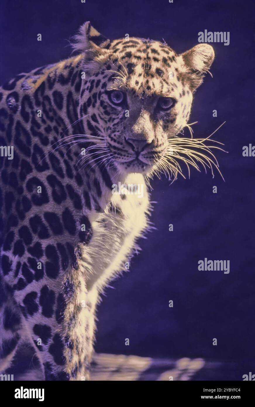 The leopard (Panthera pardus) is one of the five extant species in the ...