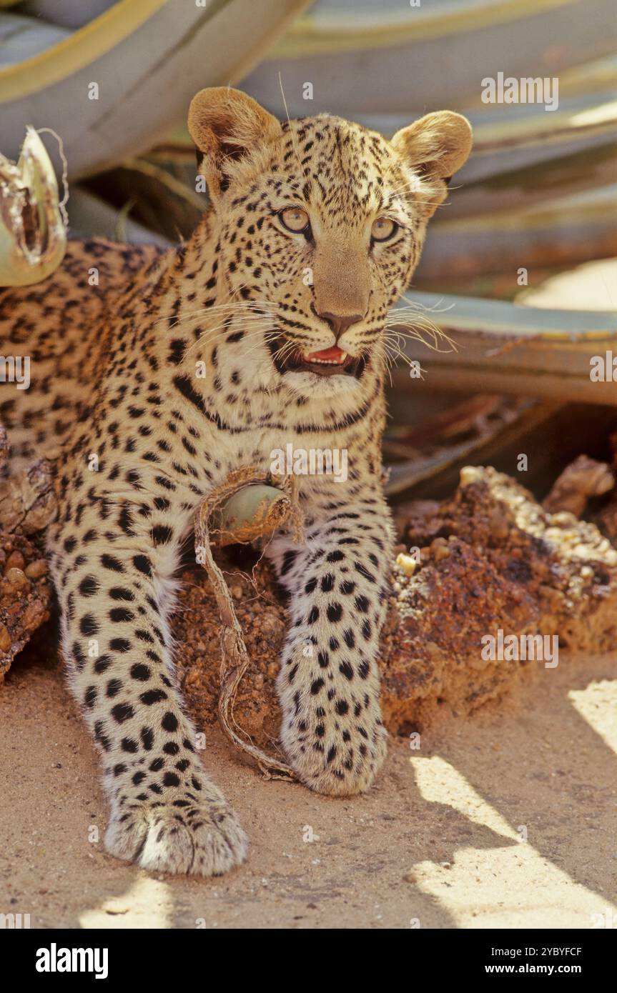 The leopard (Panthera pardus) is one of the five extant species in the ...