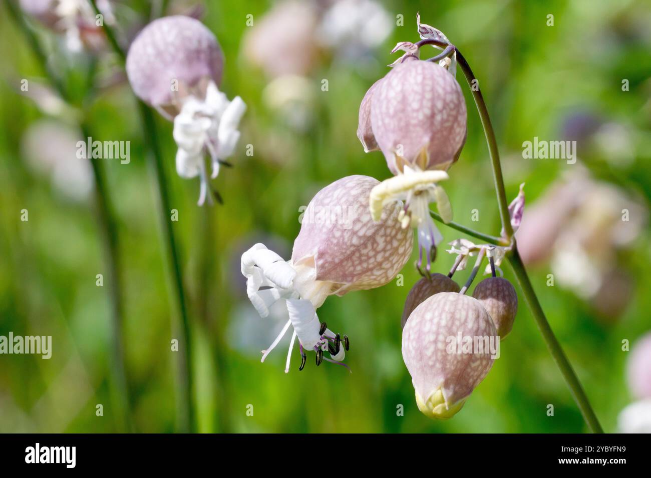 Bladder Campion (silene vulgaris), close up showing the delicate ...