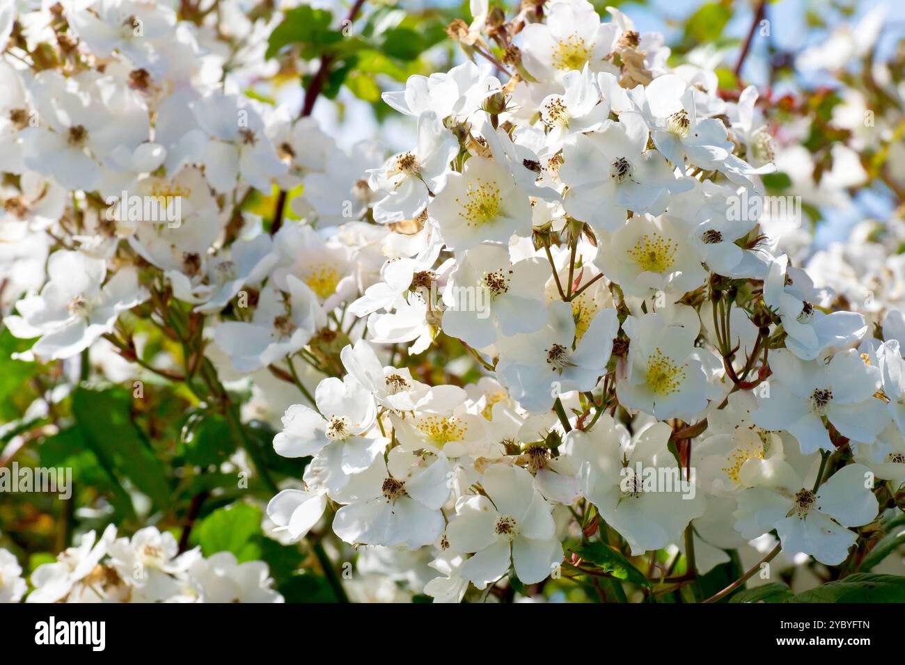 Rosa multiflora flower hi-res stock photography and images - Alamy
