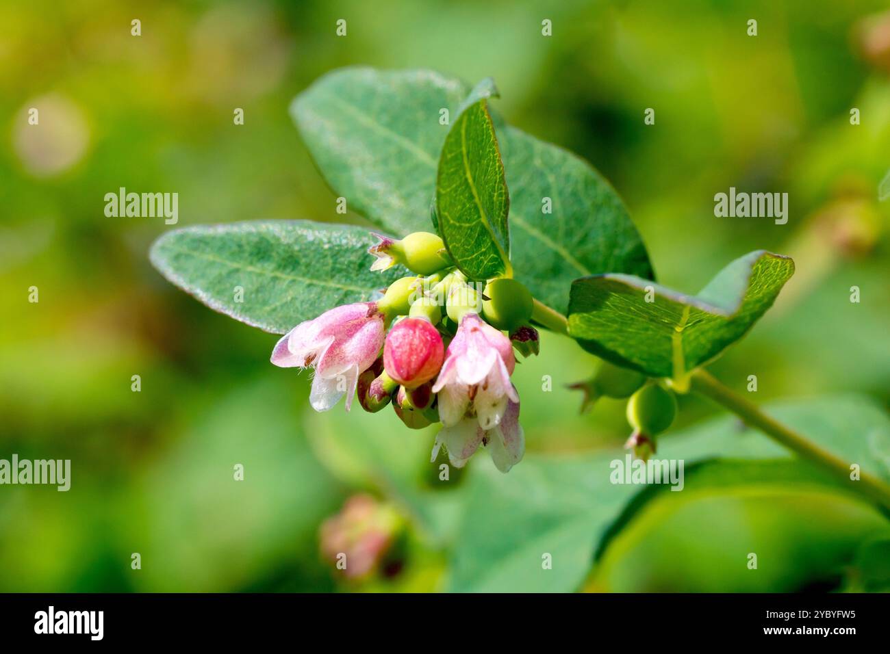Snowberry (symphoricarpus rivularis), close up of the small pink ...