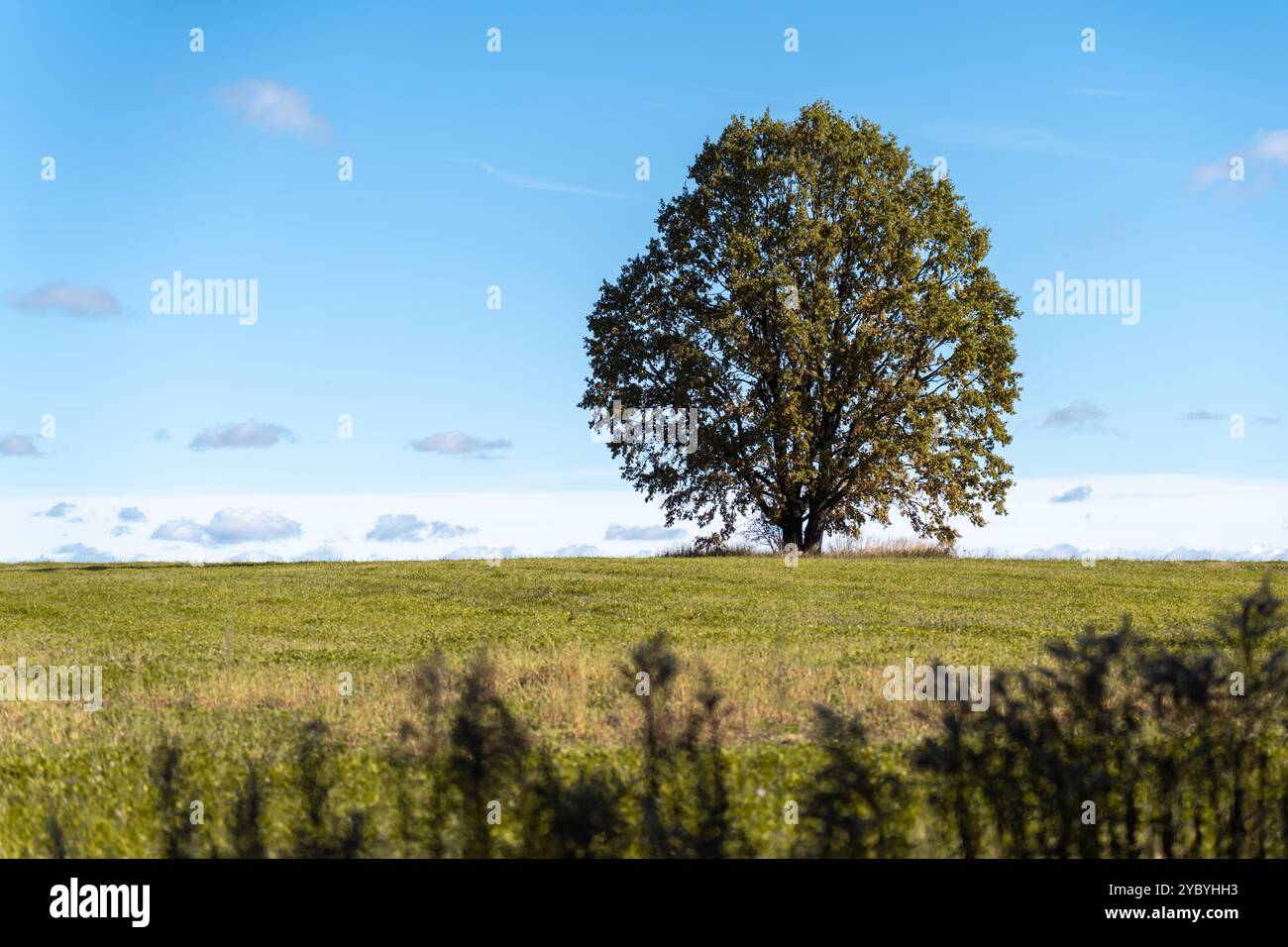 A large tree with a spreading crown grows alone in a field Stock Photo ...