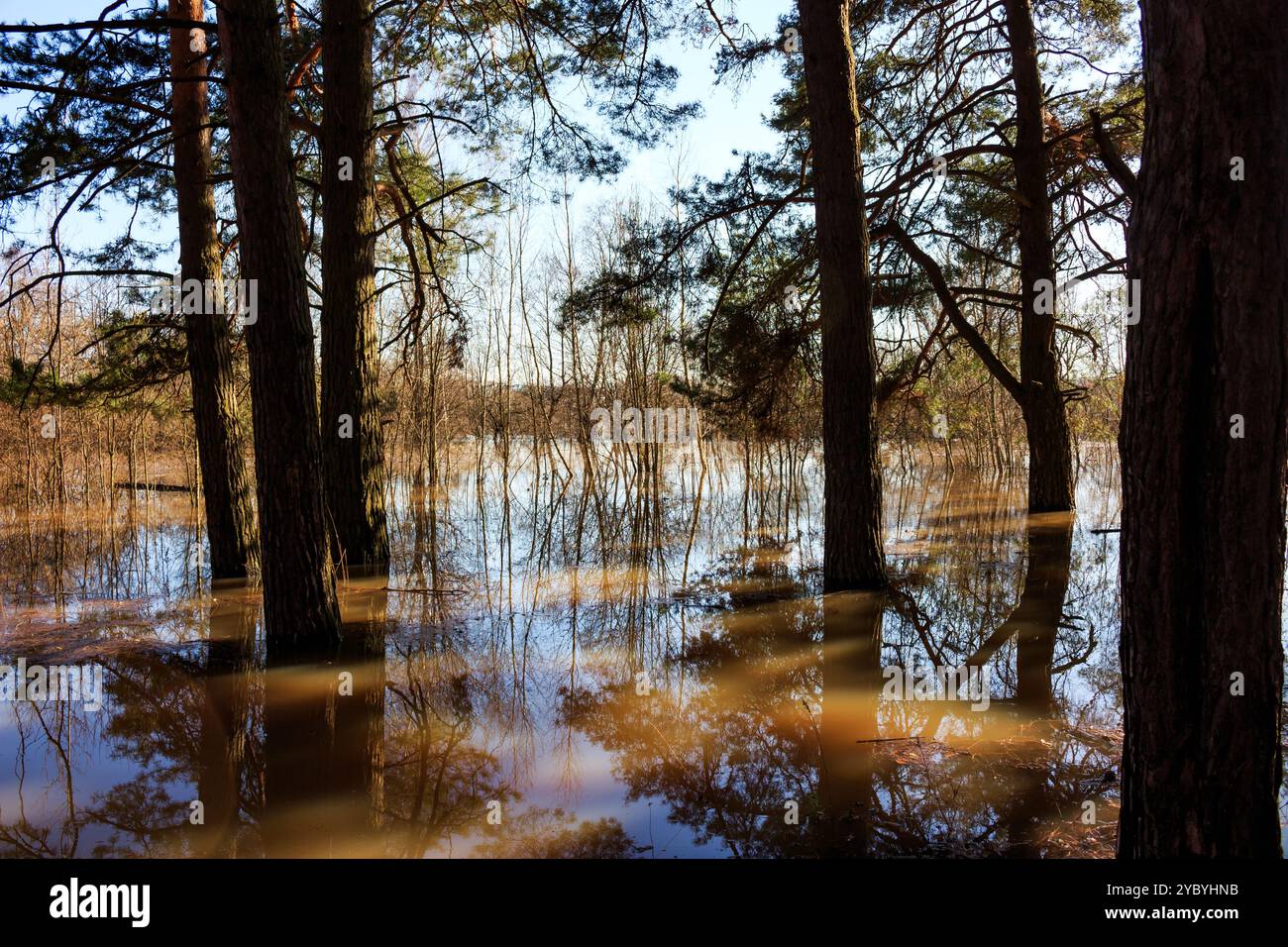 Edge forest flooded during spring river flood, trees standing in water ...