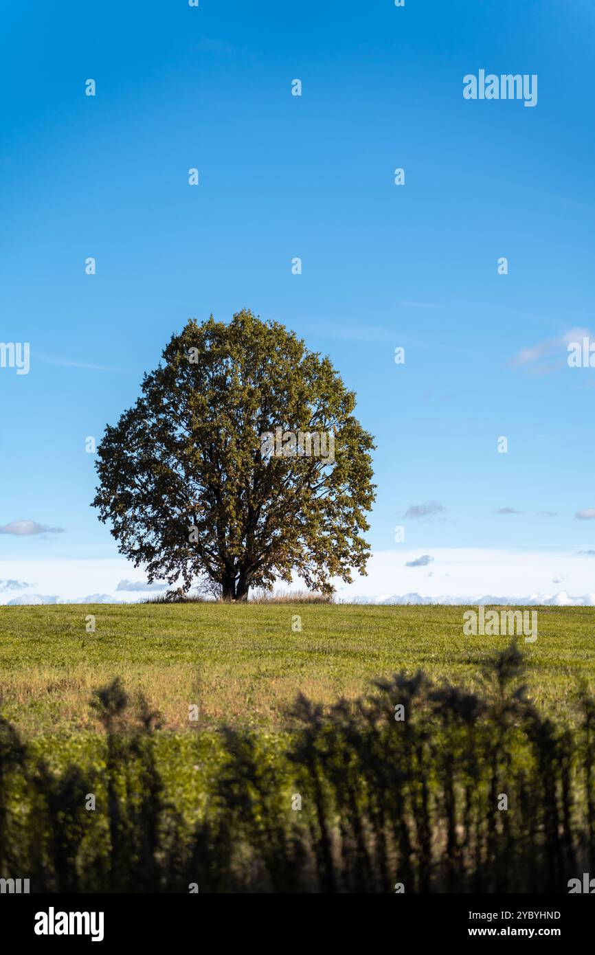 Solitary oak tree standing proudly in an open field under a vivid blue ...