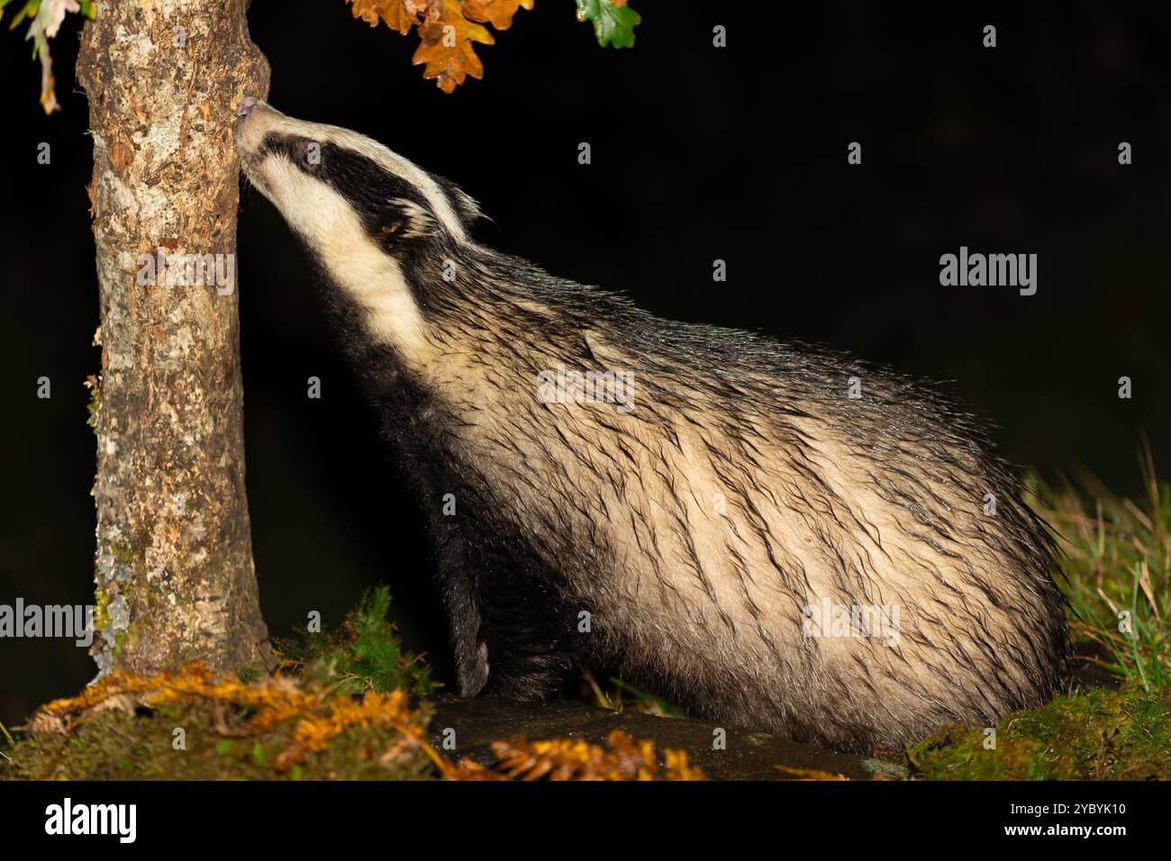 Badger, Scientific name: Meles Meles. Wild, native, European badger in ...