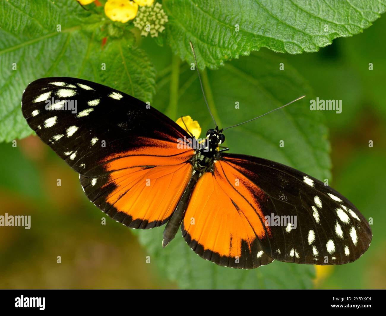Macro of tiger Longwing butterfly (Heliconius hecale) on leaf and seen ...